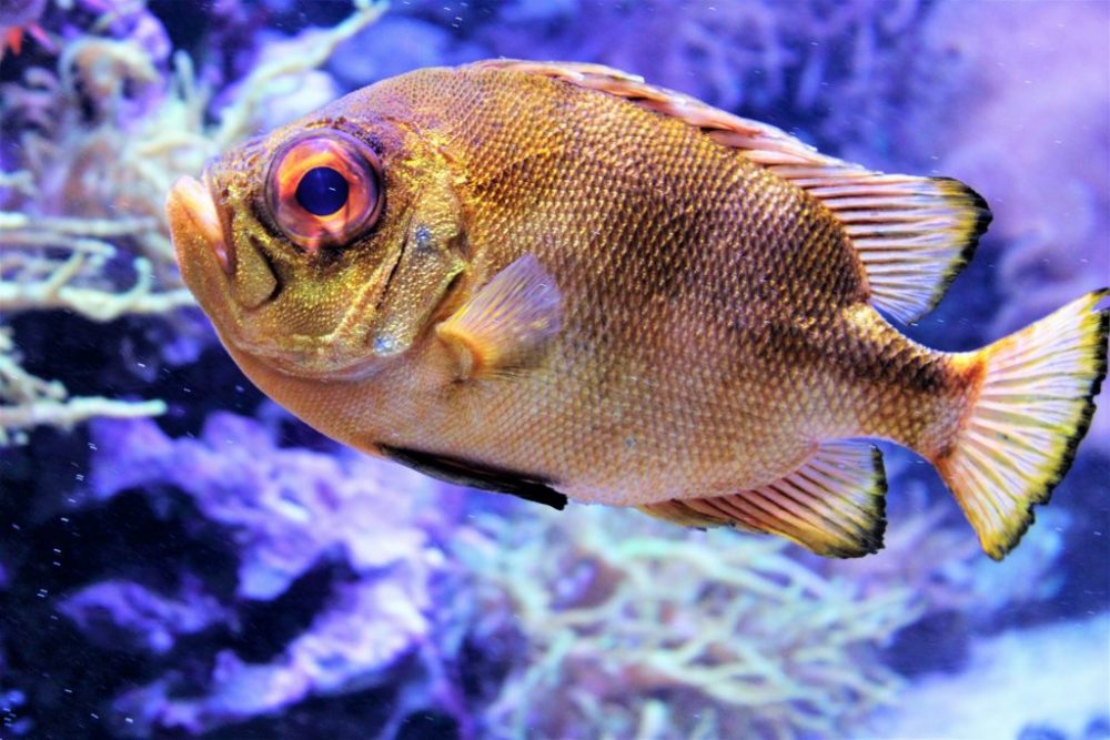 Study Finds That Fish Are Able to Recognize Individual Humans ...